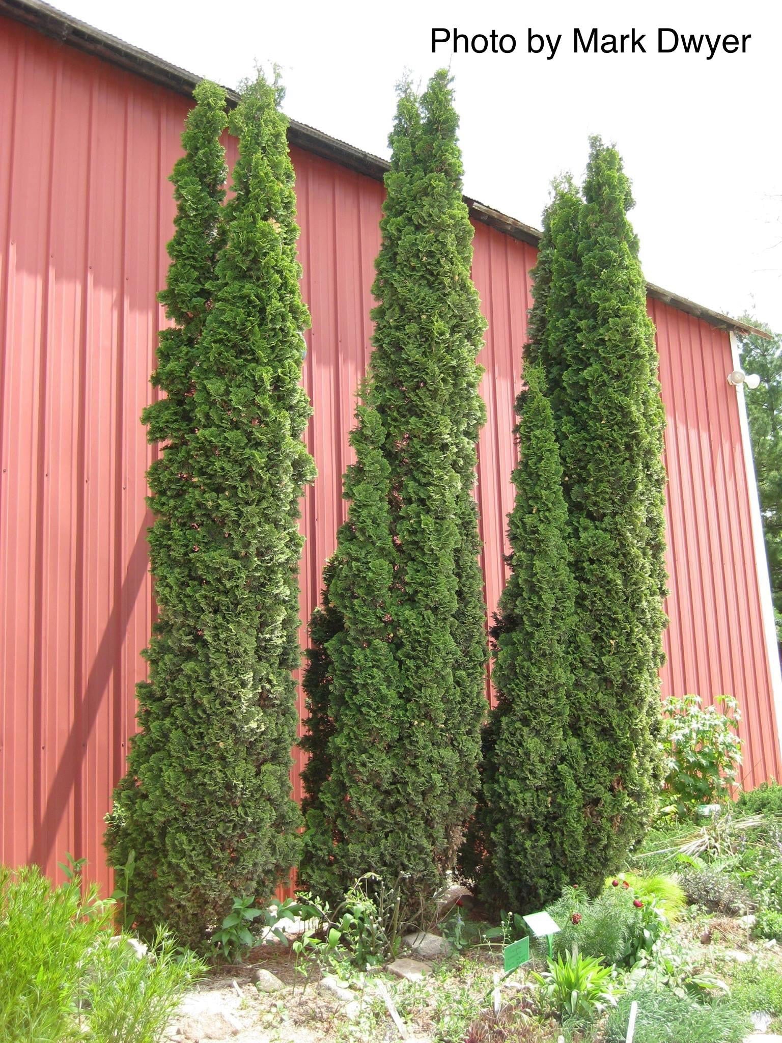 Buy Thuja occidentalis 'Degroot's Spire' Columnar Arborvitae — Mr Maple ...
