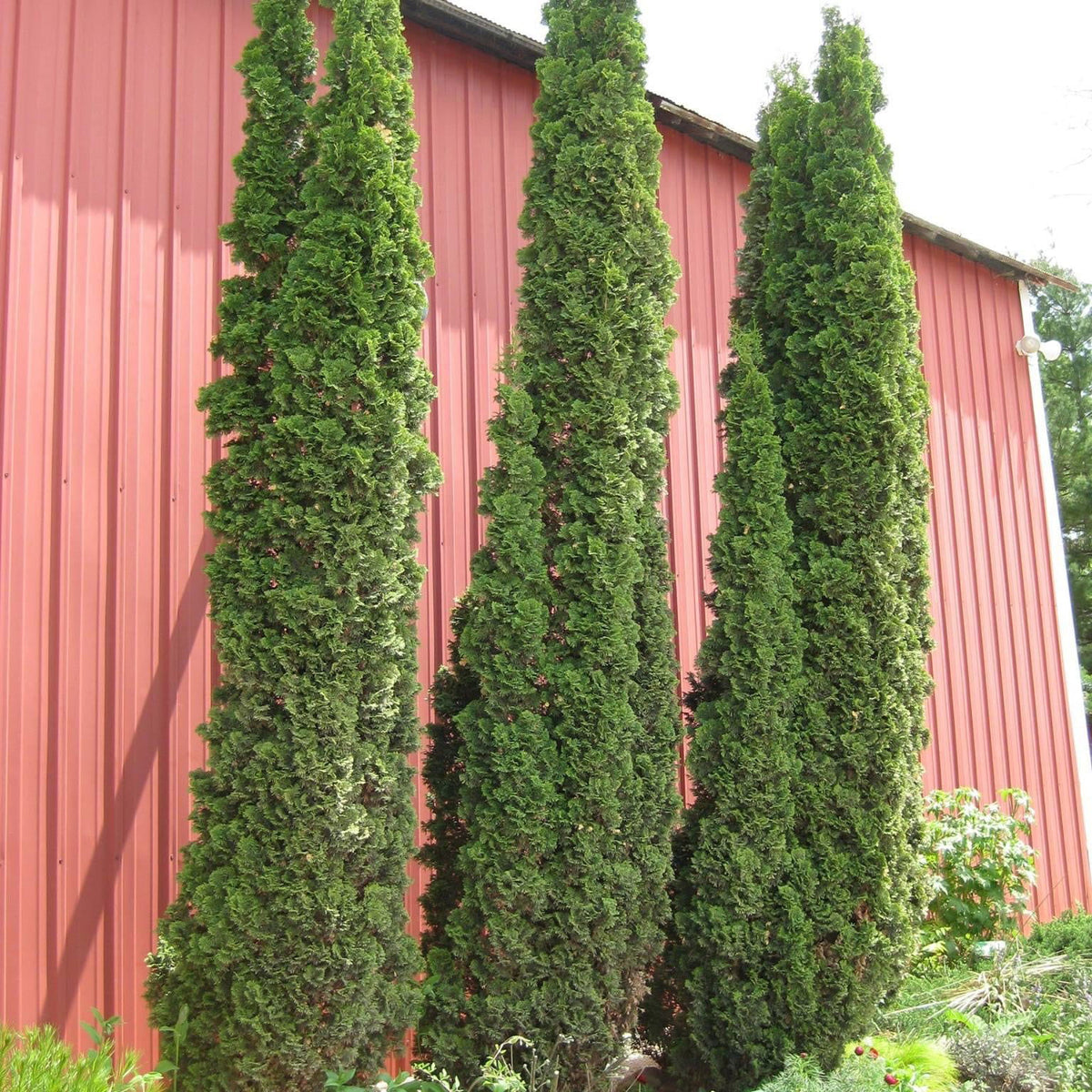 Buy Thuja occidentalis 'Degroot's Spire' Columnar Arborvitae — Mr Maple ...