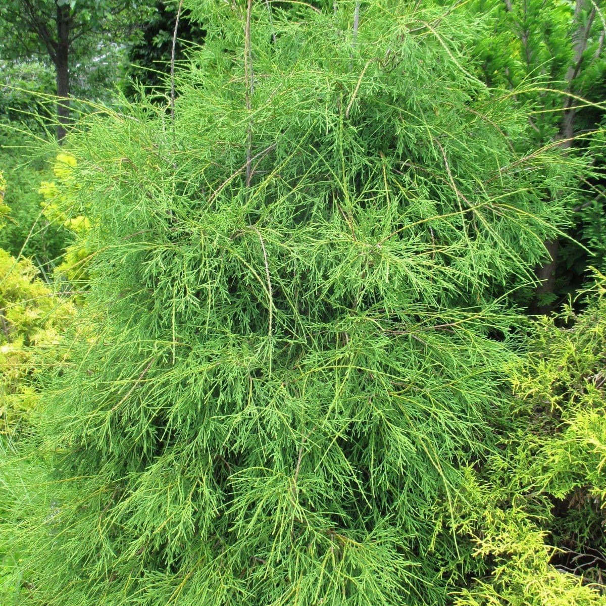 Buy Thuja occidentalis 'Filiformis' Threadleaf Arborvitae — Mr Maple ...