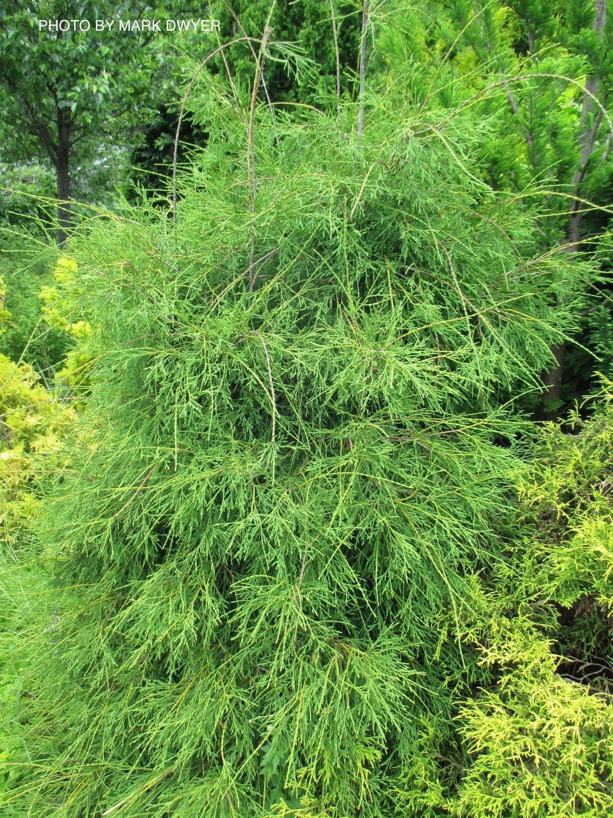 Buy Thuja occidentalis 'Filiformis' Threadleaf Arborvitae — Mr Maple ...