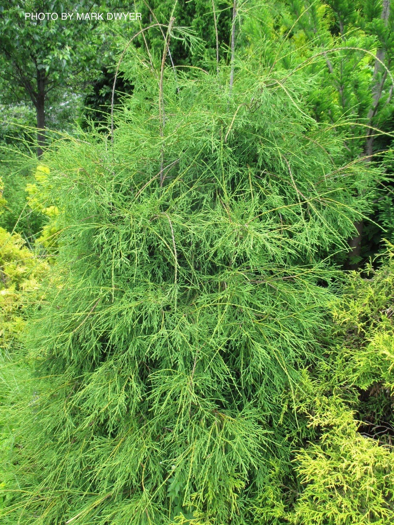 Buy Thuja occidentalis 'Filiformis' Threadleaf Arborvitae — Mr Maple ...