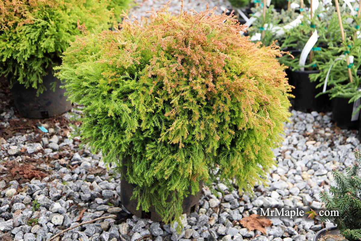 Buy Thuja occidentalis Congabe 'Fire Chief' ™ Miniature Arborvitae — Mr ...
