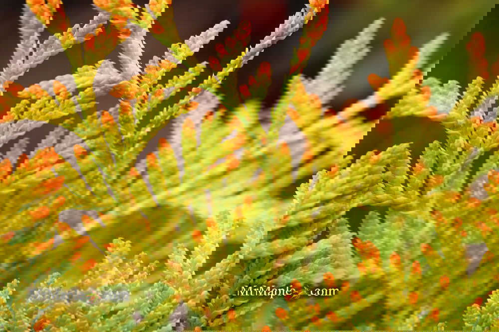 Buy Thuja occidentalis 'Filiformis' Threadleaf Arborvitae — Mr Maple ...