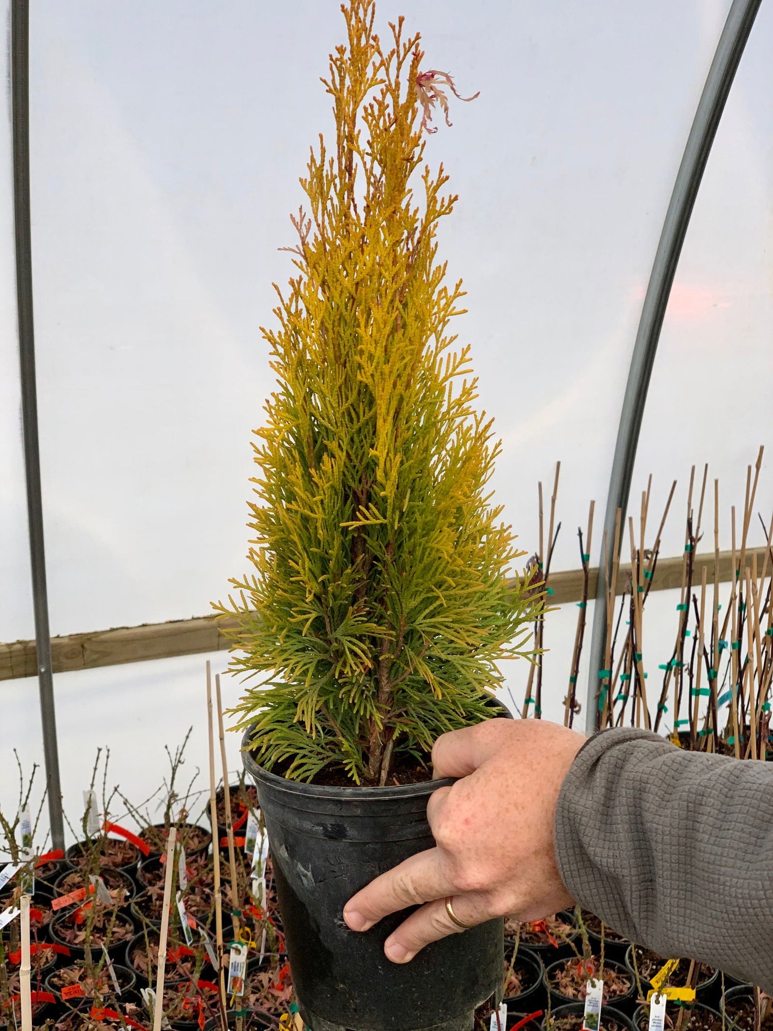 Buy Thuja occidentalis 'Janed Gold' Highlights™ Golden Columnar ...
