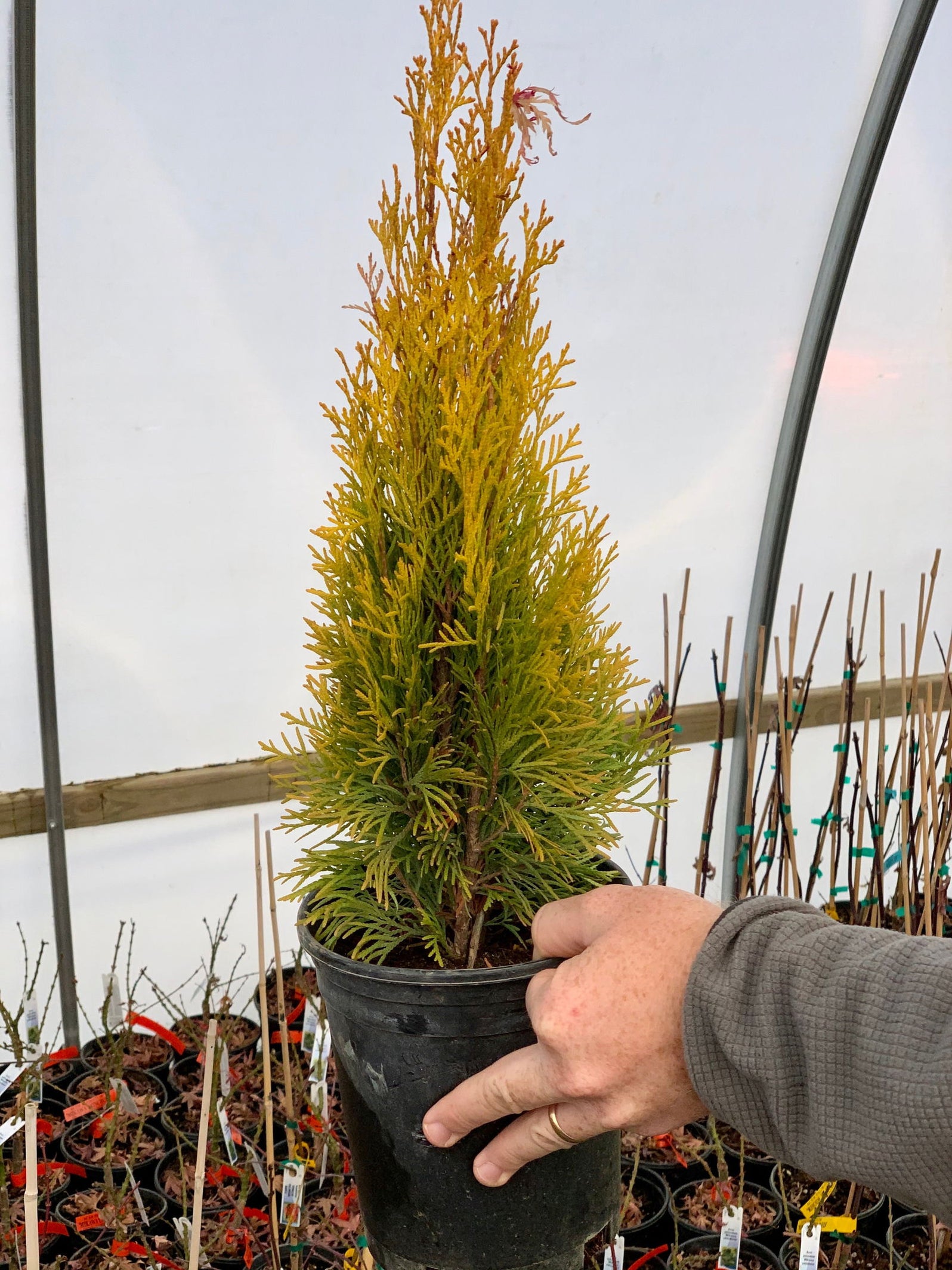 Buy Thuja occidentalis 'Janed Gold' Highlights™ Golden Columnar ...