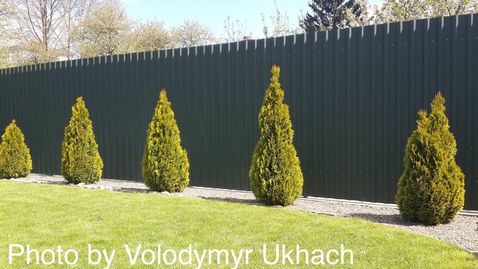 Buy Thuja occidentalis 'Janed Gold' Highlights™ Golden Columnar ...