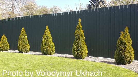 Buy Thuja occidentalis 'Janed Gold' Highlights™ Golden Columnar ...