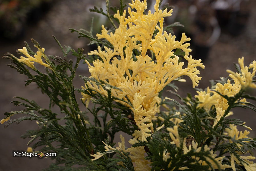 arborvitae flower