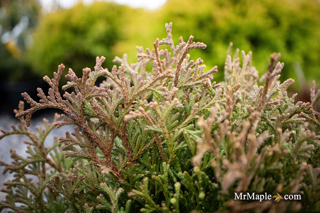 dwarf arborvitae size