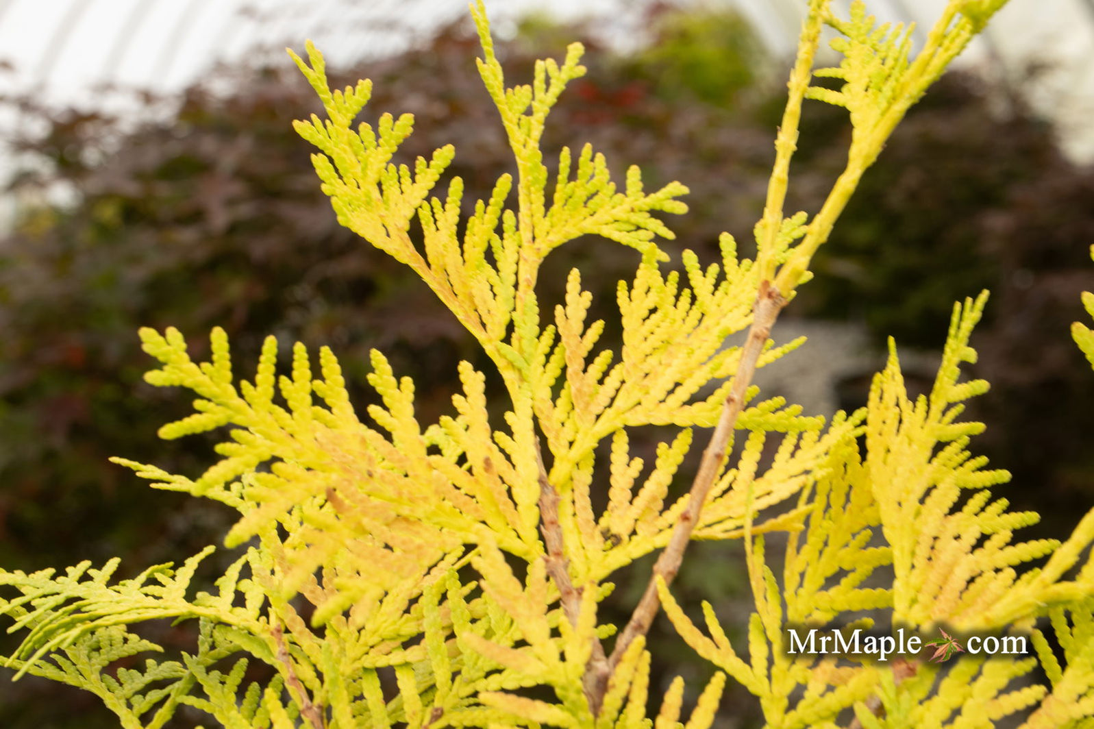 Buy Thuja occidentalis 'Malonyana Aurea' Miniature Arborvitae — Mr ...