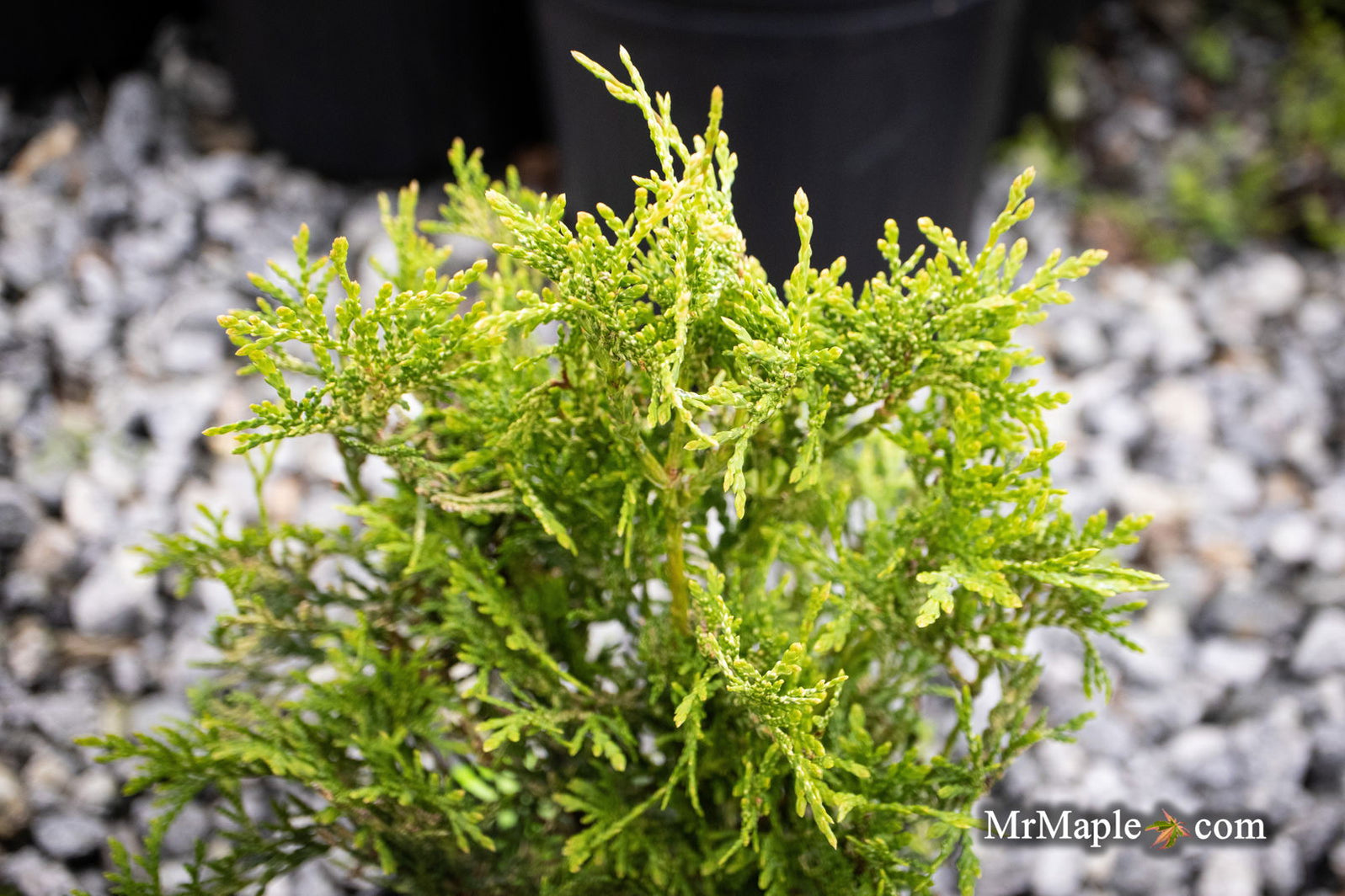 Thuja occidentalis 'Piccadilly' Dwarf Arborvitae — Mr Maple │ Buy ...