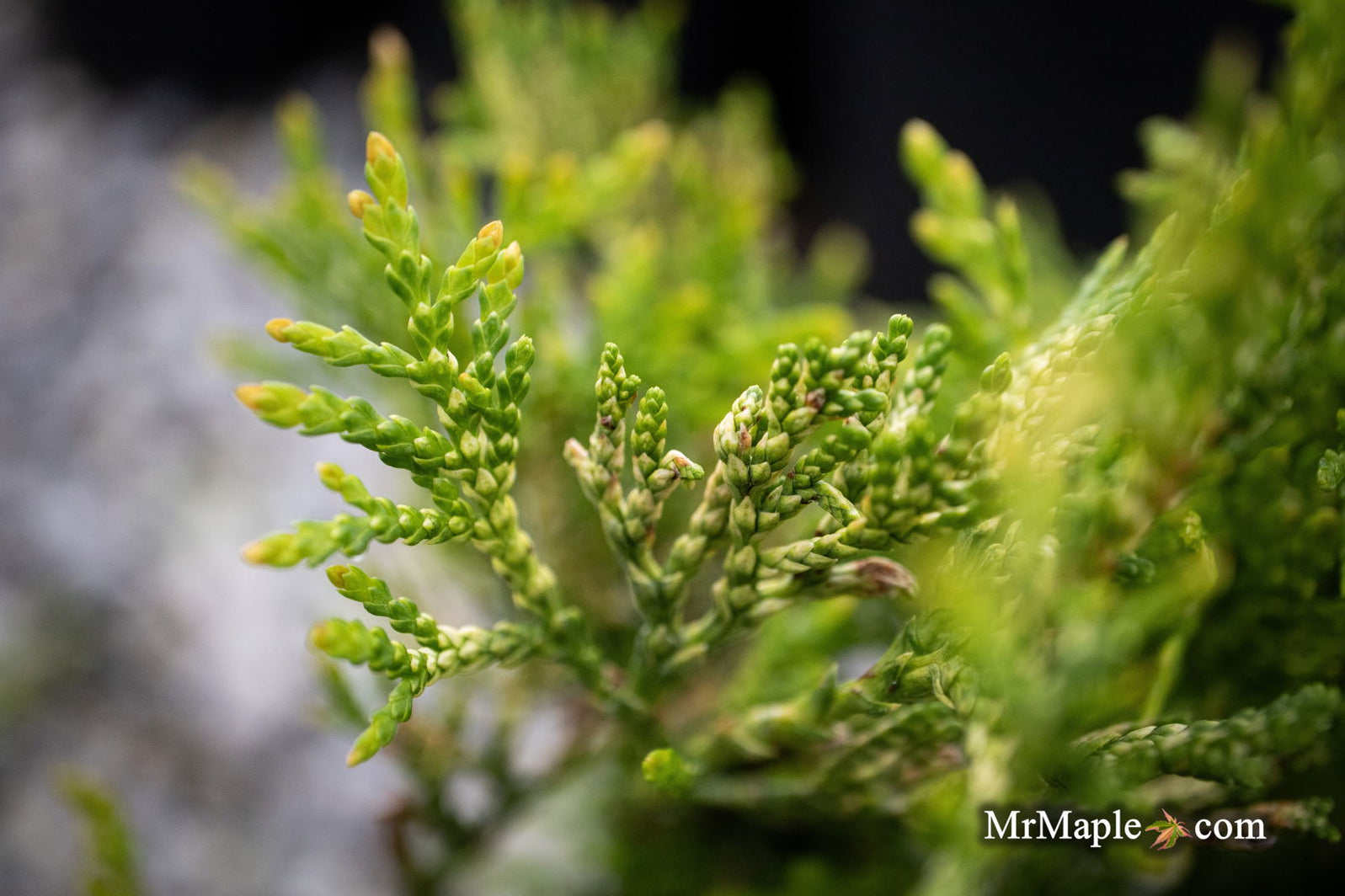 Thuja occidentalis 'Piccadilly' Dwarf Arborvitae — Mr Maple │ Buy ...