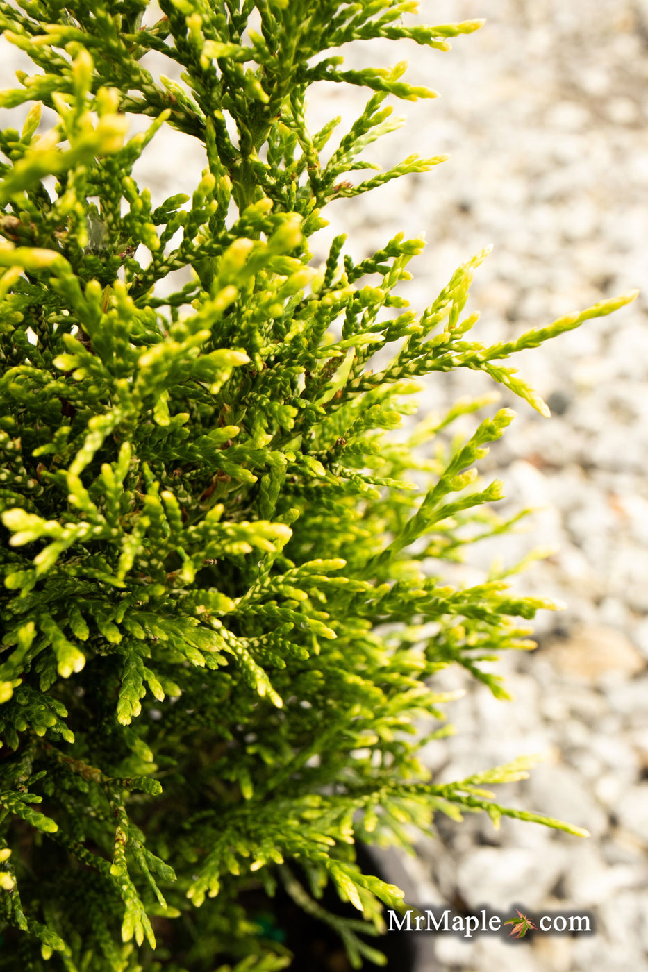 Thuja occidentalis 'Stolwijk' Dwarf Arborvitae — Mr Maple │ Buy ...