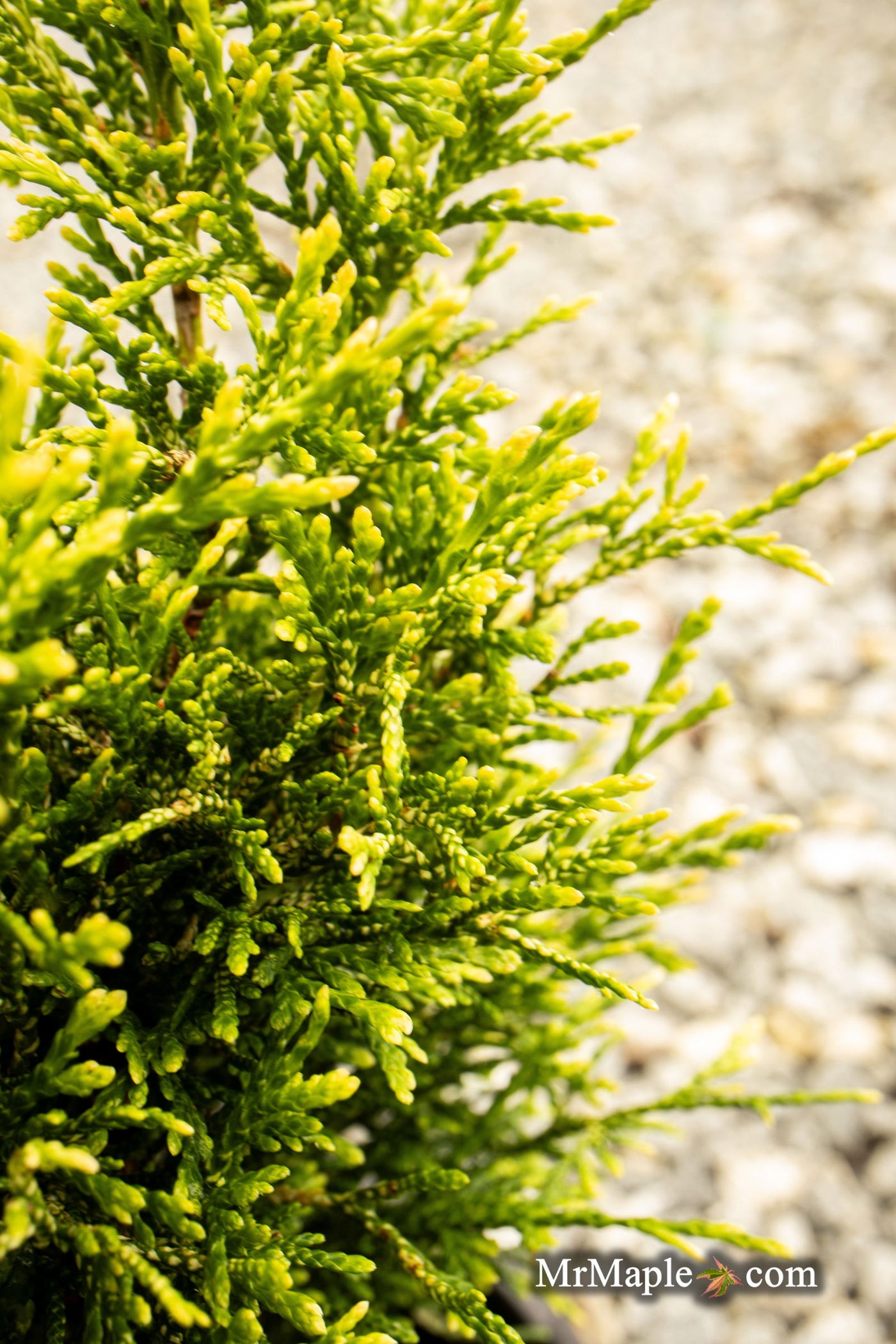 Thuja occidentalis 'Stolwijk' Dwarf Arborvitae — Mr Maple │ Buy ...