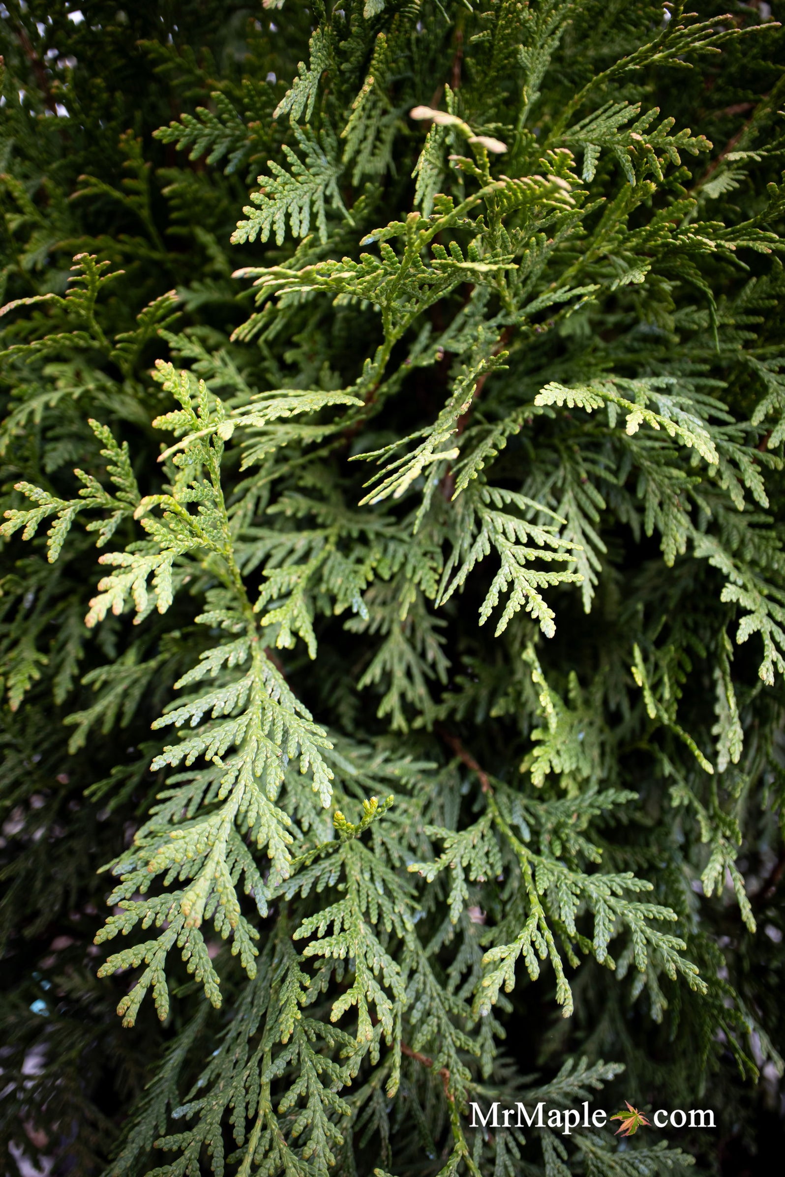 Buy Thuja occidentalis 'Woodward Globe' Woodwardii Arborvitae — Mr ...