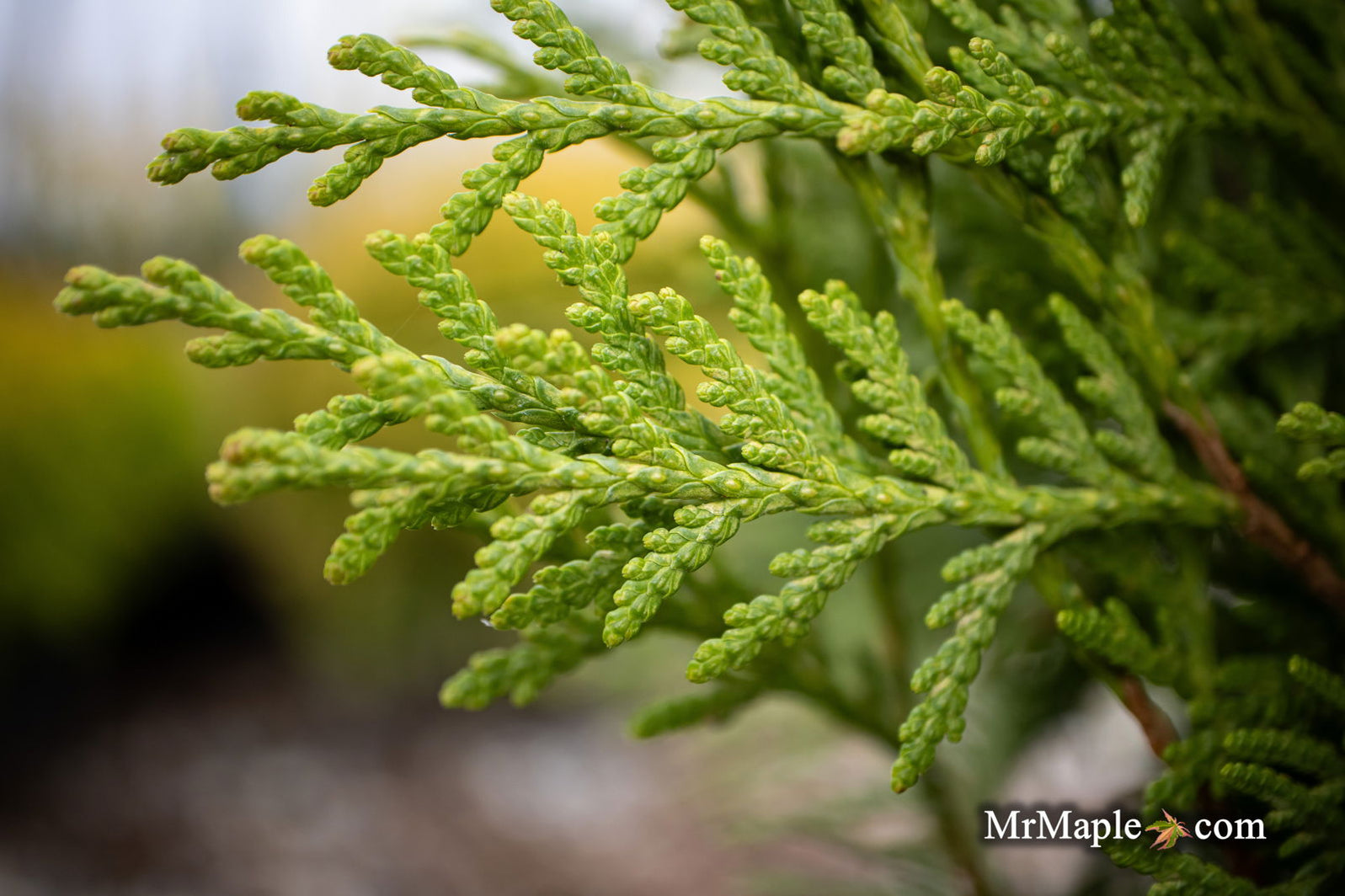 Buy Thuja occidentalis 'Woodward Globe' Woodwardii Arborvitae — Mr ...