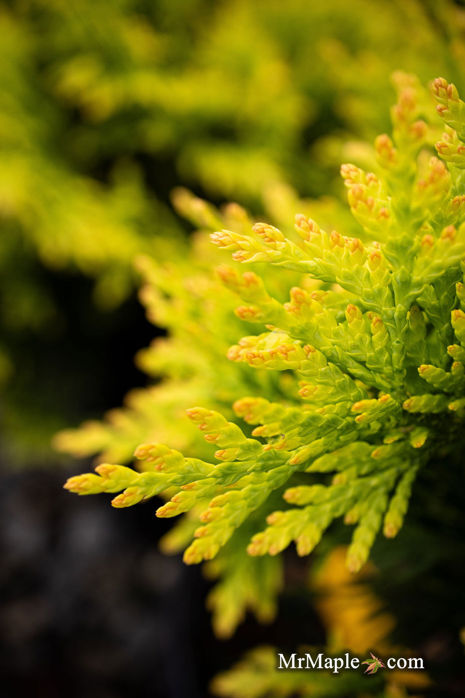 Thuja occidentalis 'Yellow Ribbon' Dwarf Arborvitae — Mr Maple │ Buy ...
