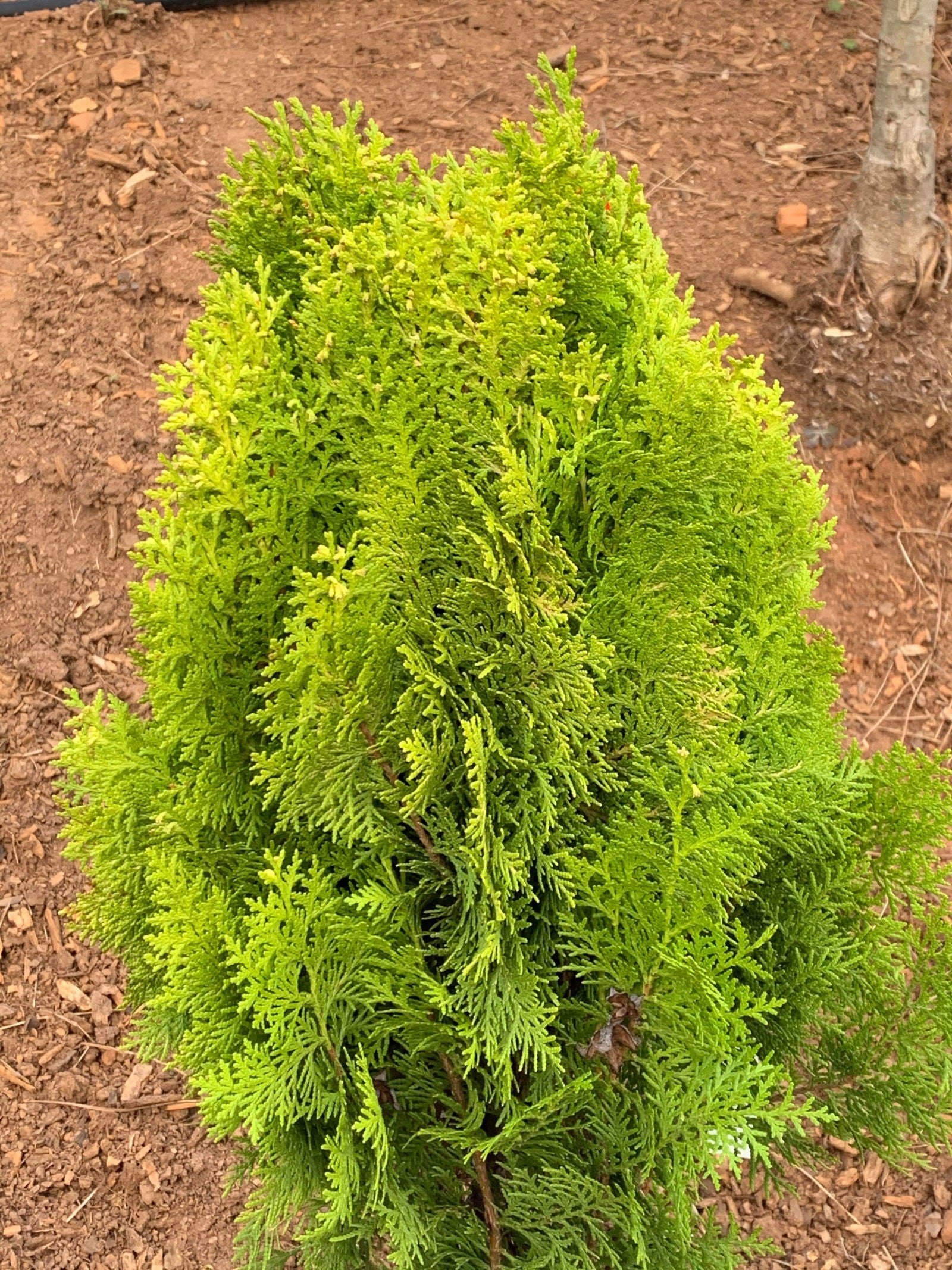 Buy Thuja orientalis 'Berckman's Gold' Golden Chinese Arborvitae — Mr ...