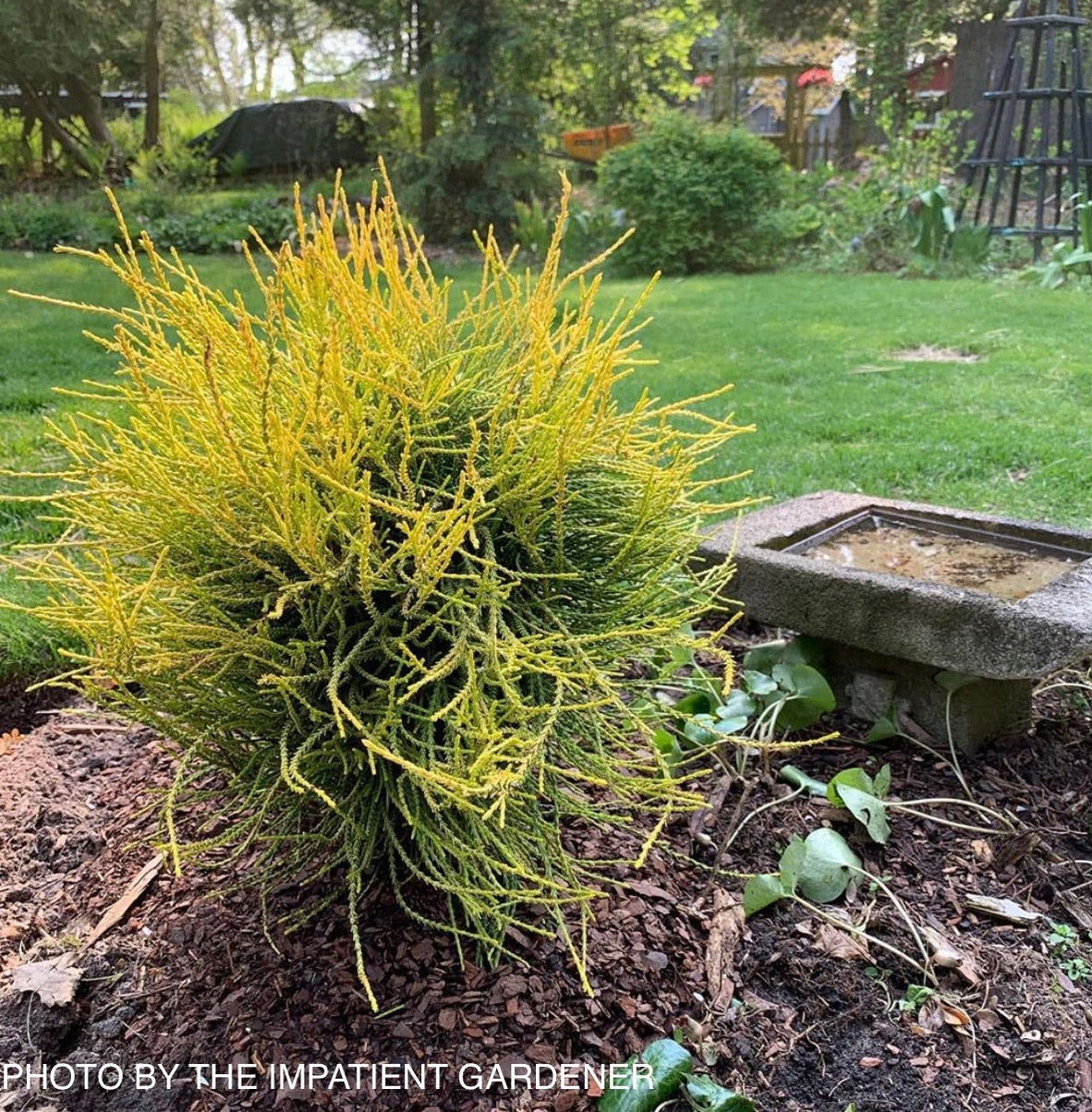 Buy Thuja orientalis 'Franky Boy' Oriental Arborvitae — Mr Maple │ Buy ...