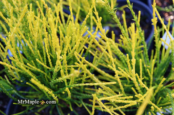Buy Thuja orientalis 'Franky Boy' Oriental Arborvitae — Mr Maple │ Buy ...