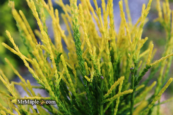 Buy Thuja orientalis 'Franky Boy' Oriental Arborvitae — Mr Maple │ Buy ...