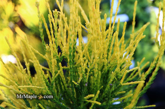 Buy Thuja orientalis 'Franky Boy' Oriental Arborvitae — Mr Maple │ Buy ...