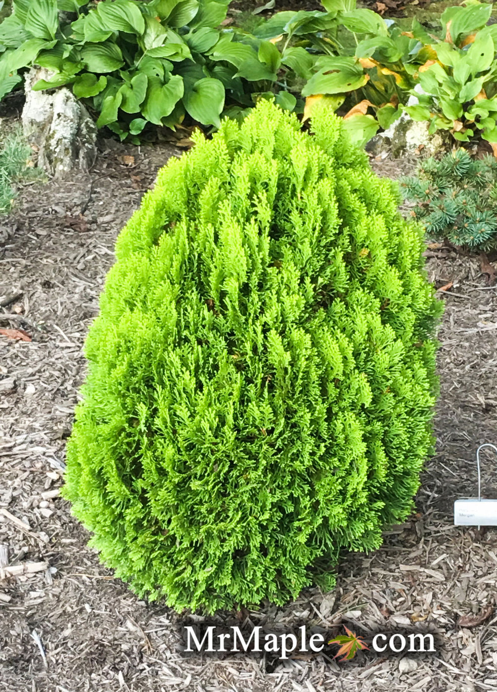 Buy Thuja orientalis 'Morgan' Golden Chinese Arborvitae — Mr Maple ...