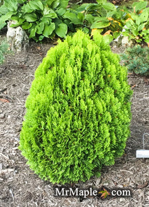Buy Thuja orientalis 'Morgan' Golden Chinese Arborvitae — Mr Maple ...