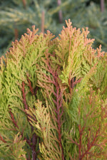 Buy Thuja orientalis 'Morgan' Golden Chinese Arborvitae — Mr Maple ...