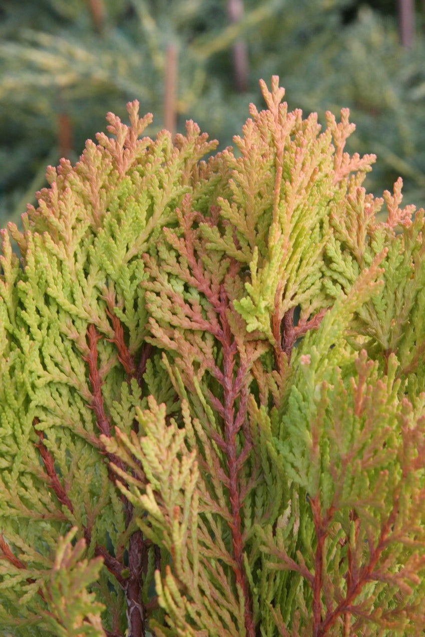 Buy Thuja orientalis 'Morgan' Golden Chinese Arborvitae — Mr Maple ...