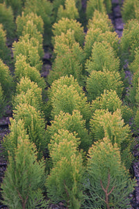 Buy Thuja orientalis 'Morgan' Golden Chinese Arborvitae — Mr Maple ...