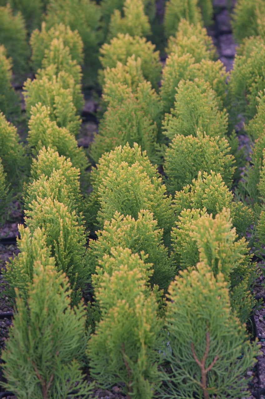 Buy Thuja orientalis 'Morgan' Golden Chinese Arborvitae — Mr Maple ...
