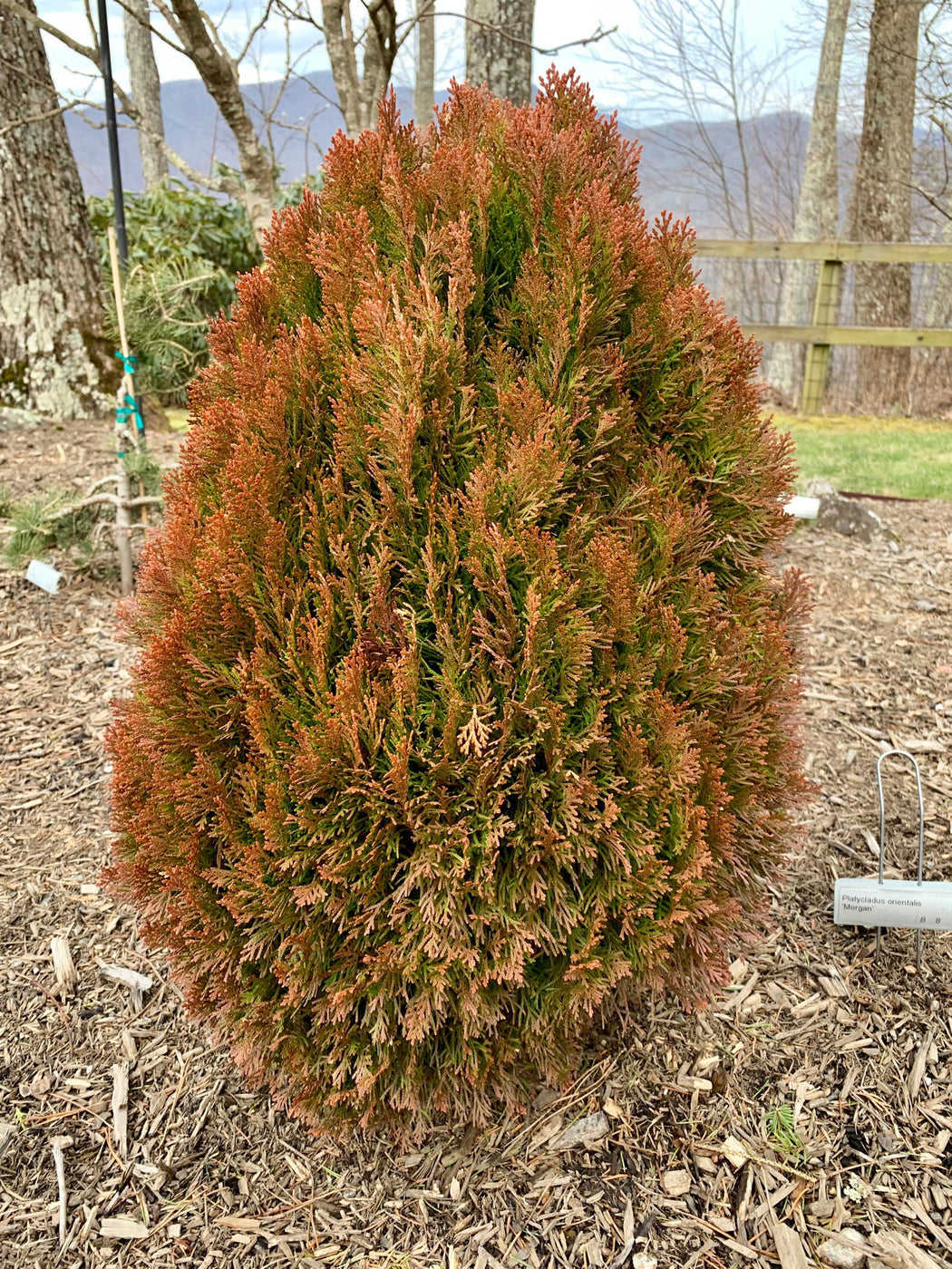 Buy Thuja orientalis 'Morgan' Golden Chinese Arborvitae — Mr Maple ...