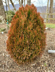 Buy Thuja orientalis 'Morgan' Golden Chinese Arborvitae — Mr Maple ...