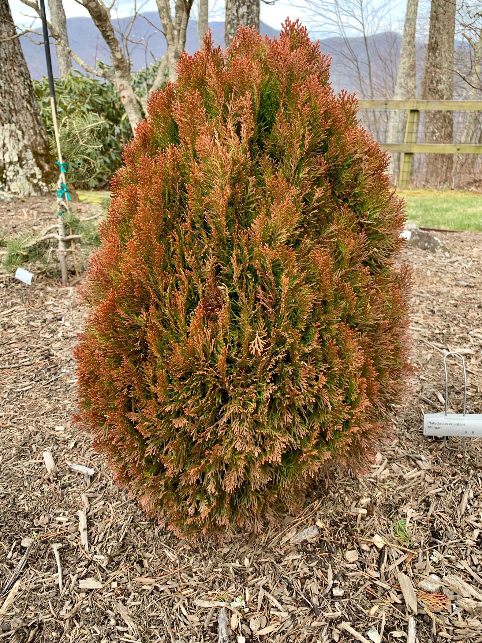 Buy Thuja orientalis 'Morgan' Golden Chinese Arborvitae — Mr Maple ...