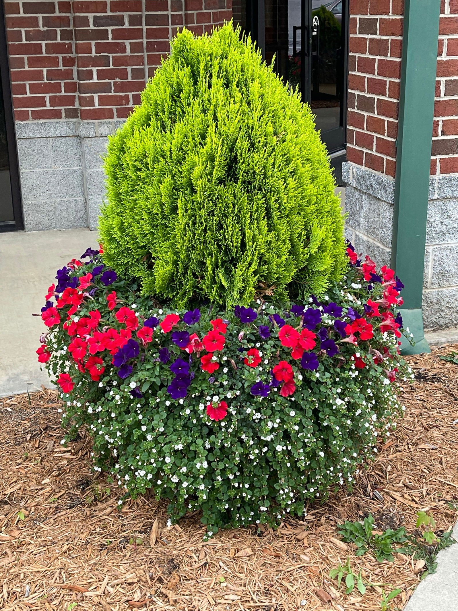 Buy Thuja orientalis 'Morgan' Golden Chinese Arborvitae — Mr Maple ...