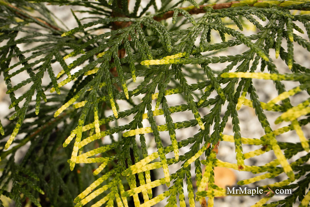 Thuja plicata 'Lucky Find' Dwarf Arborvitae — Mr Maple │ Buy Japanese ...