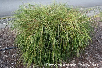 Buy Thuja plicata 'Whipcord' Dwarf Western Red Cedar — Mr Maple │ Buy ...