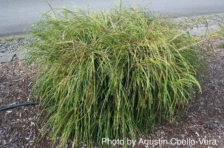 Buy Thuja plicata 'Whipcord' Dwarf Western Red Cedar — Mr Maple │ Buy ...