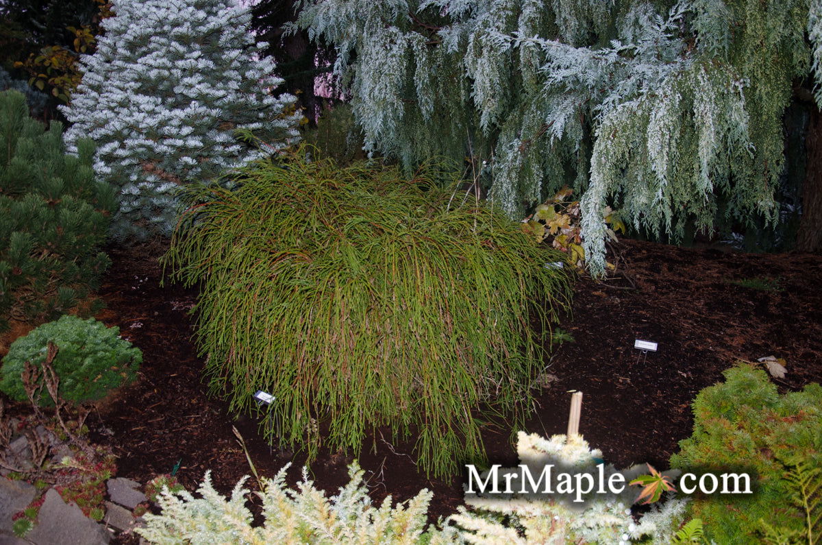 Buy Thuja plicata 'Whipcord' Dwarf Western Red Cedar — Mr Maple │ Buy ...