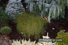 Buy Thuja plicata 'Whipcord' Dwarf Western Red Cedar — Mr Maple │ Buy ...