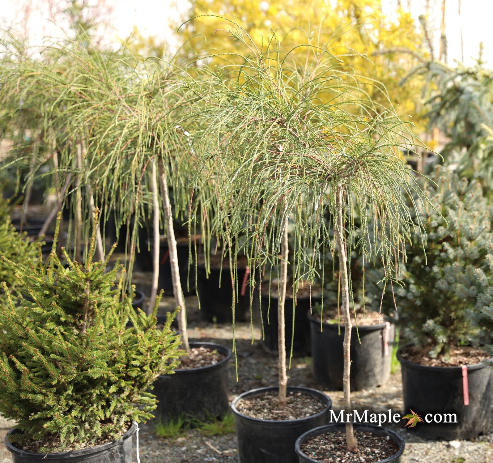Buy Thuja plicata 'Whipcord' Dwarf Western Red Cedar — Mr Maple │ Buy ...