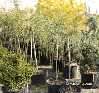 Buy Thuja plicata 'Whipcord' Dwarf Western Red Cedar — Mr Maple │ Buy ...