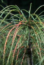 Buy Thuja plicata 'Whipcord' Dwarf Western Red Cedar — Mr Maple │ Buy ...