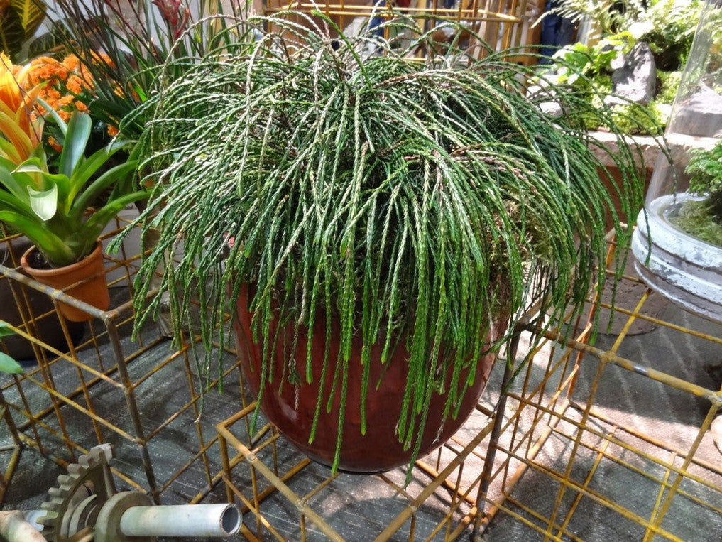 Buy Thuja plicata 'Whipcord' Dwarf Western Red Cedar — Mr Maple │ Buy ...