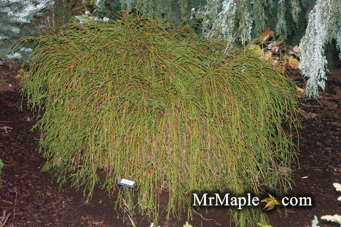 Buy Thuja plicata 'Whipcord' Dwarf Western Red Cedar — Mr Maple │ Buy ...