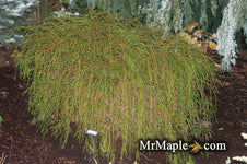 Buy Thuja plicata 'Whipcord' Dwarf Western Red Cedar — Mr Maple │ Buy ...