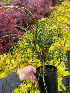 Buy Thuja plicata 'Whipcord' Dwarf Western Red Cedar — Mr Maple │ Buy ...