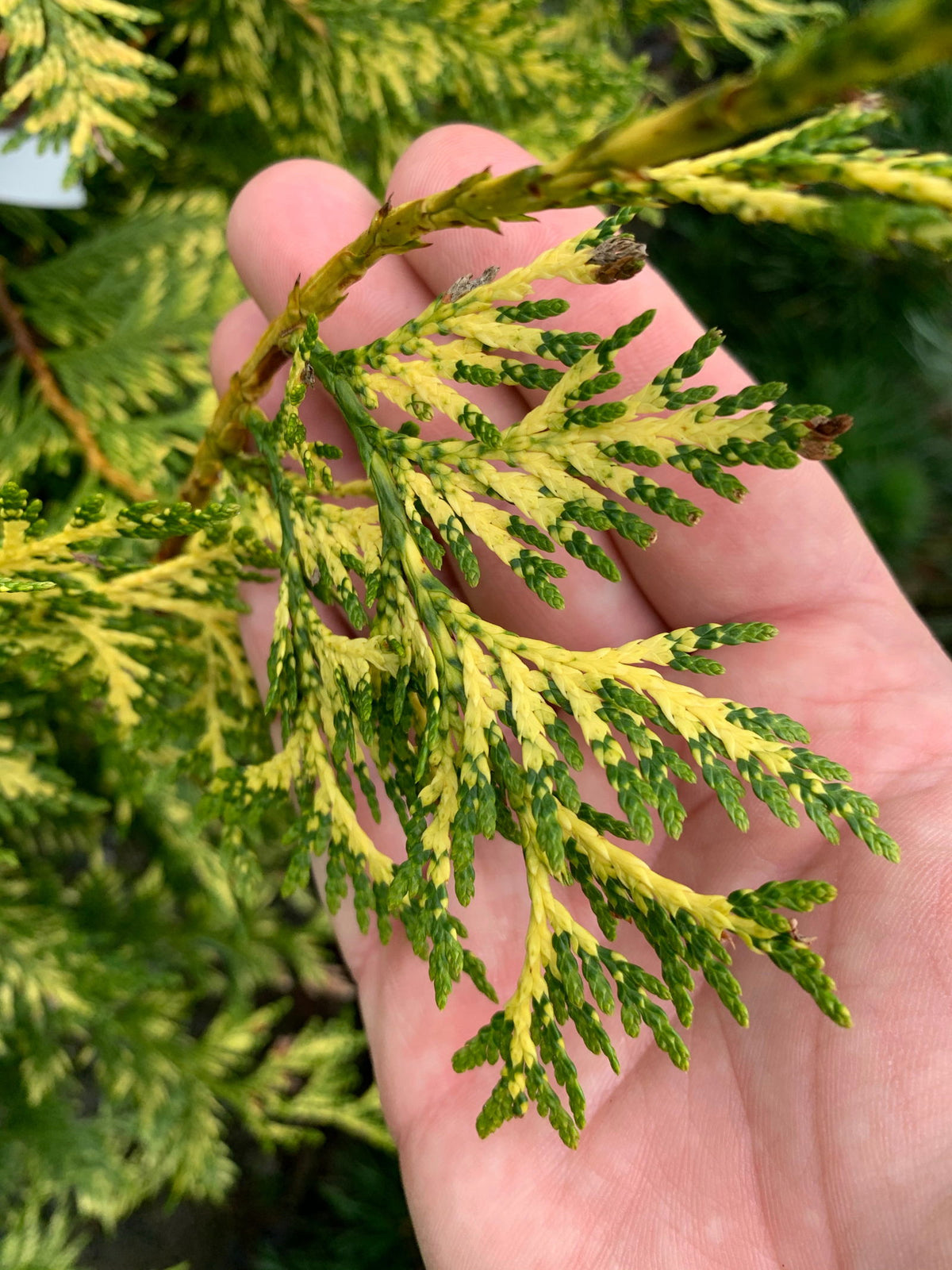 Buy Thuja plicata 'Zebrina Extra Gold' Variegated Western Red Cedar ...