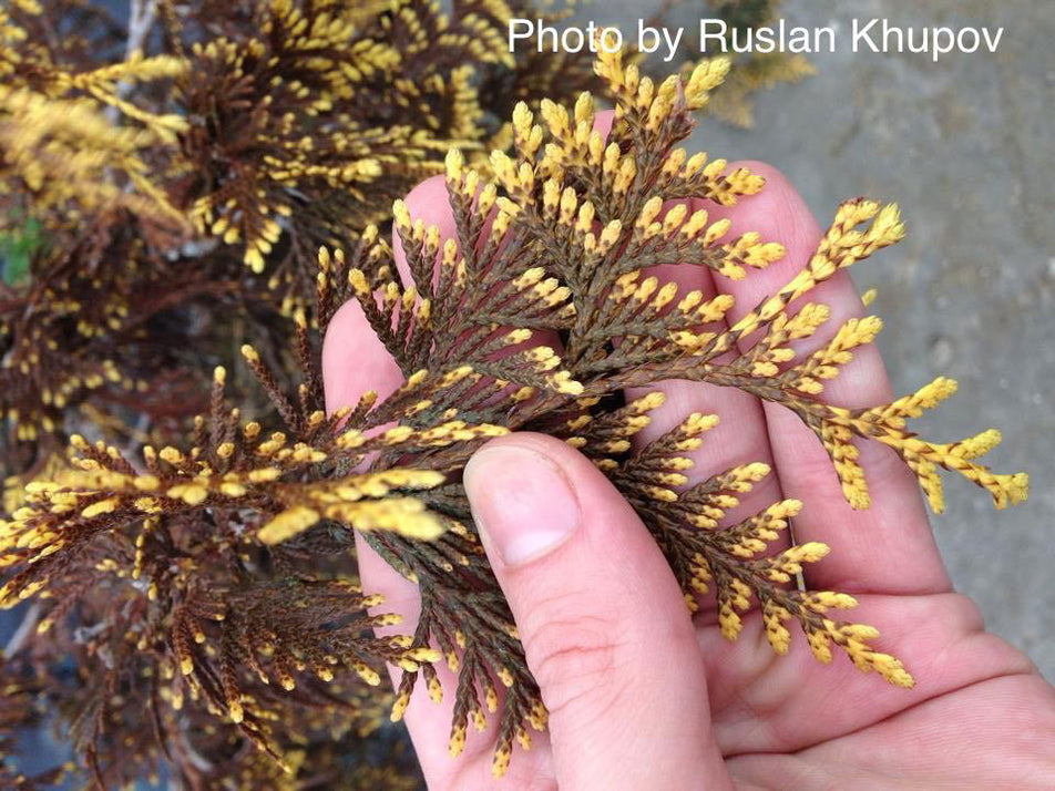 Buy Thuja plicata 'Zebrina Extra Gold' Variegated Western Red Cedar ...